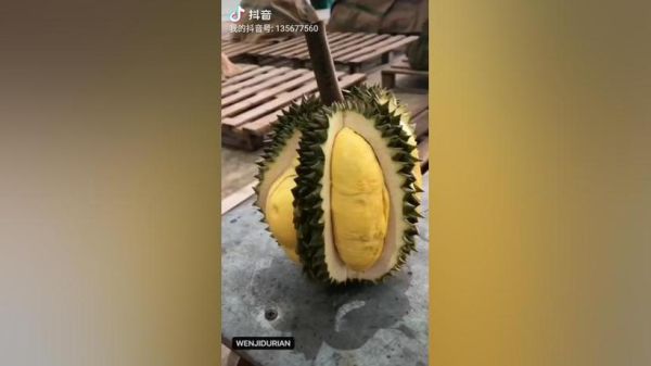 durian_为什么有人觉得臭-第2张图片-山城妙识 durian_为什么有人觉得臭-第2张图片-山城妙识