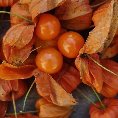 菇鸟功效与作用_菇鸟怎么吃好-第3张图片-山城妙识