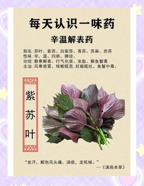 紫苏叶泡水喝的功效_紫苏叶泡水喝的禁忌-第3张图片-山城妙识 紫苏叶泡水喝的功效_紫苏叶泡水喝的禁忌-第3张图片-山城妙识