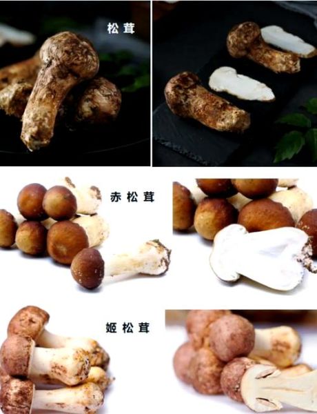 松树蘑菇种类大全_如何区分松蘑与松茸-第1张图片-山城妙识