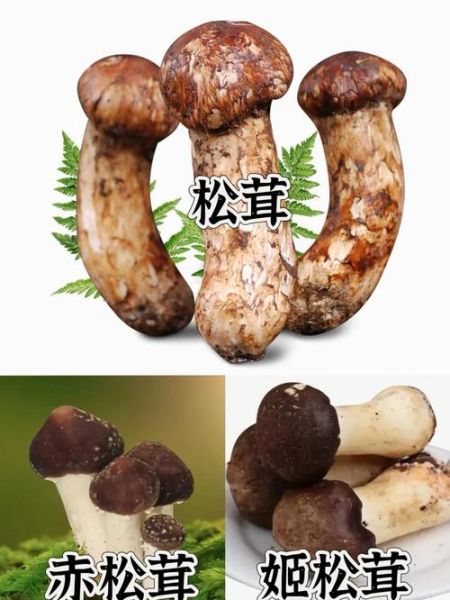 松树蘑菇种类大全_如何区分松蘑与松茸-第3张图片-山城妙识
