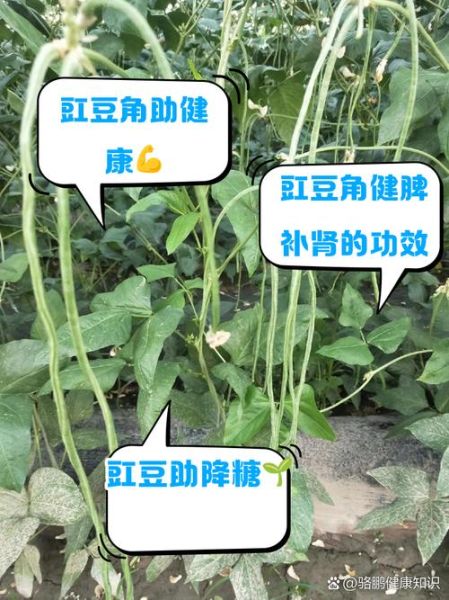 豇豆的功效与作用禁忌_豇豆不能和什么一起吃-第3张图片-山城妙识 豇豆的功效与作用禁忌_豇豆不能和什么一起吃-第3张图片-山城妙识