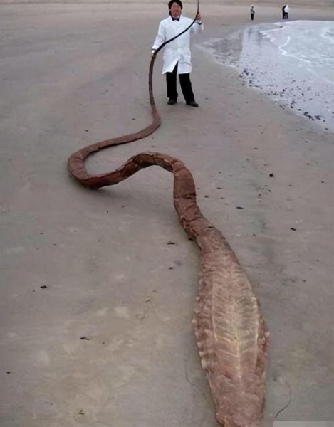 远古最可怕的三大巨蛇_它们到底有多大-第1张图片-山城妙识 远古最可怕的三大巨蛇_它们到底有多大-第1张图片-山城妙识