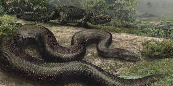 远古最可怕的三大巨蛇_它们到底有多大-第2张图片-山城妙识 远古最可怕的三大巨蛇_它们到底有多大-第2张图片-山城妙识