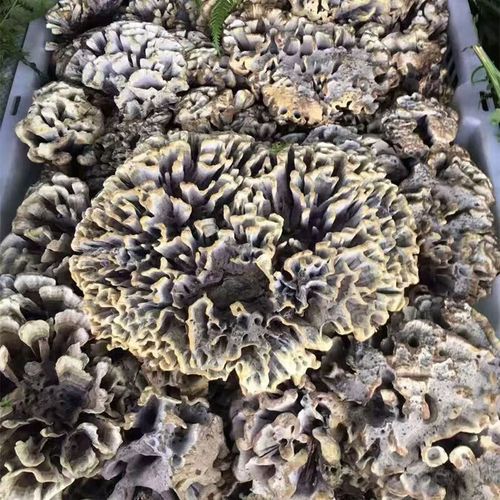 马牙豆有毒吗_马牙豆能吃吗-第1张图片-山城妙识 马牙豆有毒吗_马牙豆能吃吗-第1张图片-山城妙识