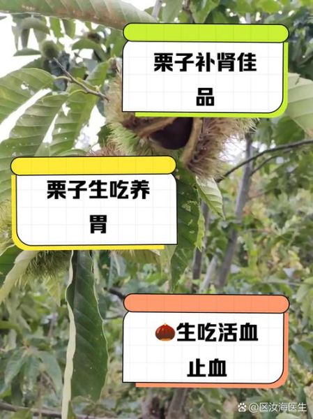 生吃栗子的营养价值_生吃栗子有哪些功效-第1张图片-山城妙识 生吃栗子的营养价值_生吃栗子有哪些功效-第1张图片-山城妙识