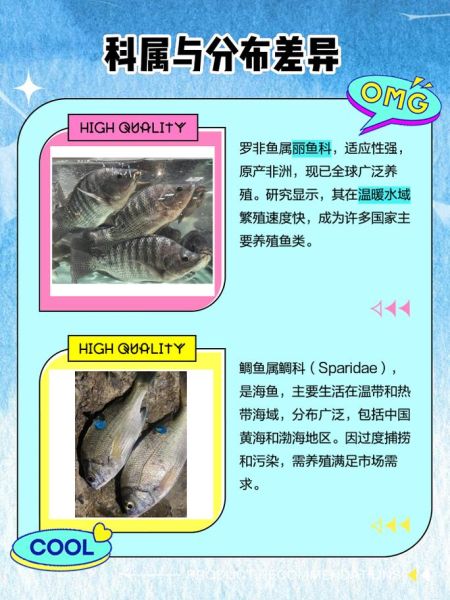 花雕鱼和罗非鱼的区别_花雕鱼是罗非鱼吗-第1张图片-山城妙识 花雕鱼和罗非鱼的区别_花雕鱼是罗非鱼吗-第1张图片-山城妙识