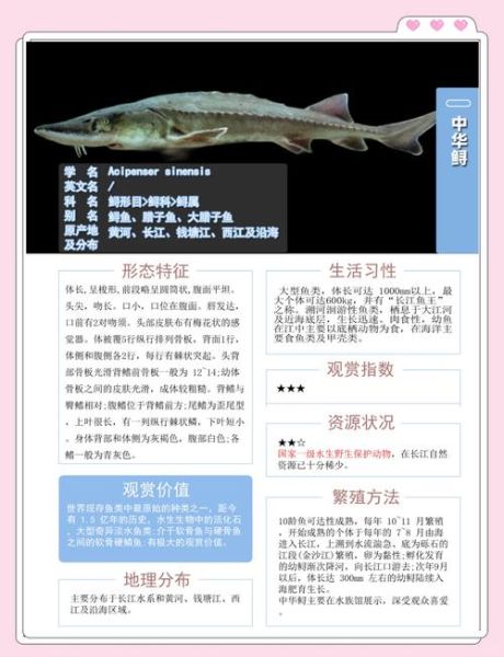 鲟鱼养殖周期多久_鲟鱼养殖周期详解-第1张图片-山城妙识 鲟鱼养殖周期多久_鲟鱼养殖周期详解-第1张图片-山城妙识