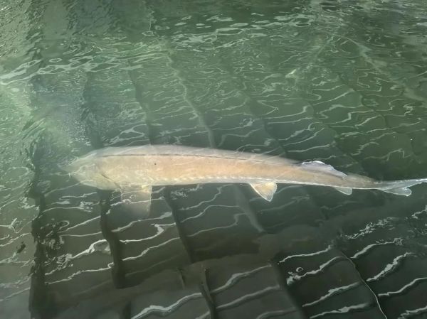 鲟鱼养殖周期多久_鲟鱼养殖周期详解-第3张图片-山城妙识 鲟鱼养殖周期多久_鲟鱼养殖周期详解-第3张图片-山城妙识