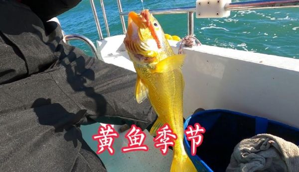 黄鱼视频怎么下载_黄鱼视频VIP破解靠谱吗-第3张图片-山城妙识 黄鱼视频怎么下载_黄鱼视频VIP破解靠谱吗-第3张图片-山城妙识