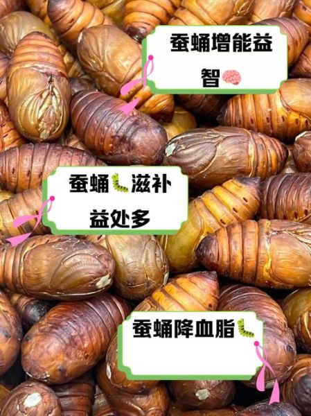 蚕蛹的营养价值_蚕蛹吃多了有什么坏处-第1张图片-山城妙识 蚕蛹的营养价值_蚕蛹吃多了有什么坏处-第1张图片-山城妙识