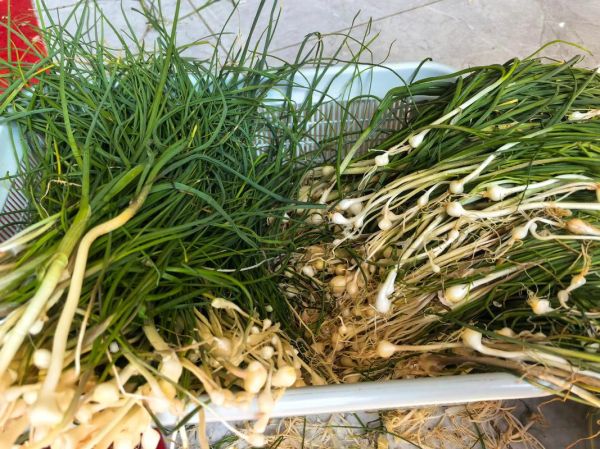 胡葱和香葱的区别_胡葱怎么保存-第1张图片-山城妙识 胡葱和香葱的区别_胡葱怎么保存-第1张图片-山城妙识