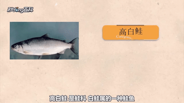 赛里木湖高白鲑鱼多少钱一斤_为什么价格差异大-第1张图片-山城妙识