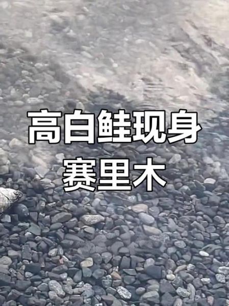 赛里木湖高白鲑鱼多少钱一斤_为什么价格差异大-第2张图片-山城妙识