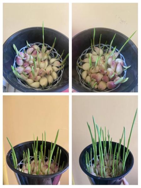 蒜苗七天生长过程_蒜苗多久能长出来-第3张图片-山城妙识