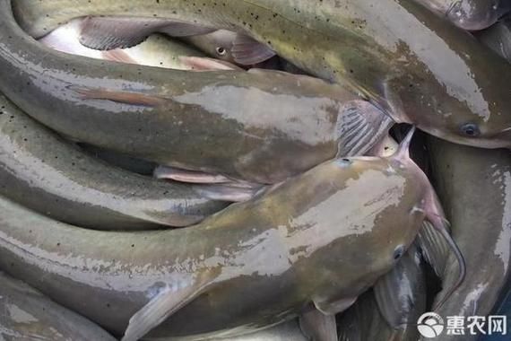 鮰鱼多少钱一斤2021_鮰鱼市场价是多少-第1张图片-山城妙识
