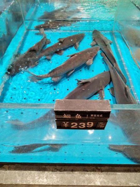 鮰鱼多少钱一斤2021_鮰鱼市场价是多少-第2张图片-山城妙识