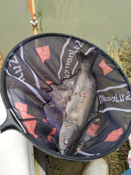 鮰鱼多少钱一斤2021_鮰鱼市场价是多少-第3张图片-山城妙识