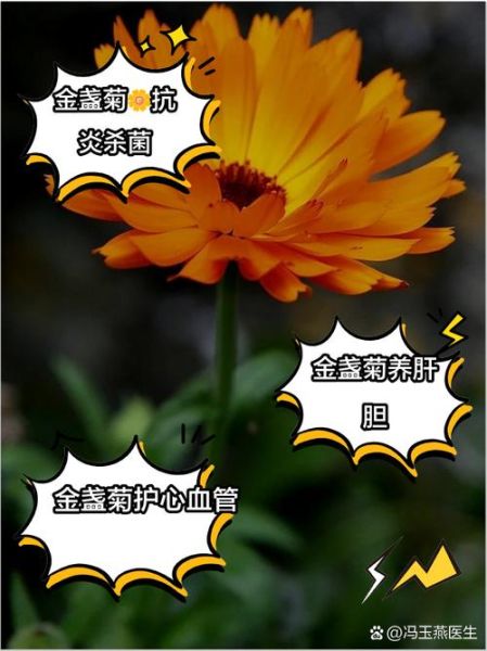 金盏菊的功效与作用_金盏菊泡水喝有什么禁忌-第3张图片-山城妙识 金盏菊的功效与作用_金盏菊泡水喝有什么禁忌-第3张图片-山城妙识