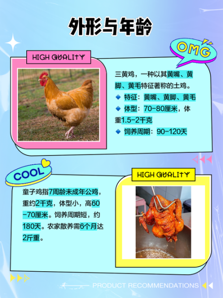 童子鸡是什么鸡_童子鸡和老母鸡区别-第1张图片-山城妙识 童子鸡是什么鸡_童子鸡和老母鸡区别-第1张图片-山城妙识