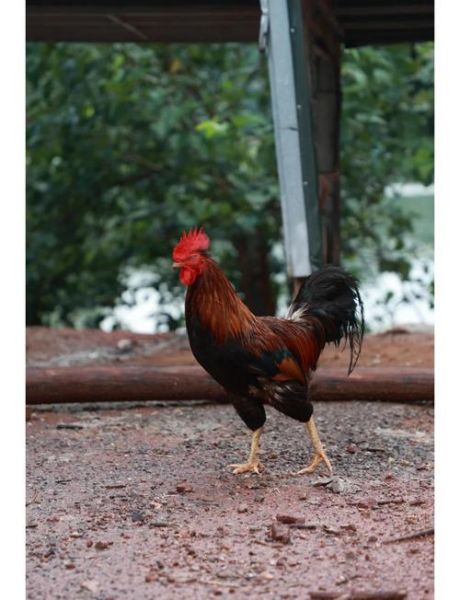 童子鸡是什么鸡_童子鸡和老母鸡区别-第3张图片-山城妙识 童子鸡是什么鸡_童子鸡和老母鸡区别-第3张图片-山城妙识