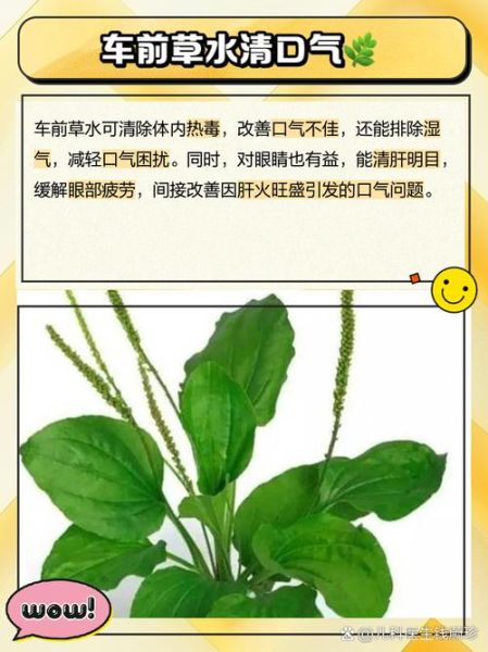车前草泡水喝的禁忌_车前草副作用有哪些-第1张图片-山城妙识