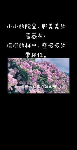 蔷薇花语是什么_不同颜色蔷薇代表什么-第1张图片-山城妙识
