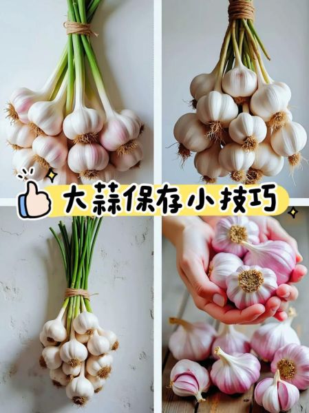 蒜头怎么保存不发芽_新鲜蒜头能放多久-第1张图片-山城妙识