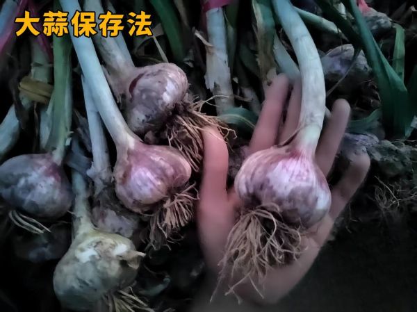 蒜头怎么保存不发芽_新鲜蒜头能放多久-第3张图片-山城妙识