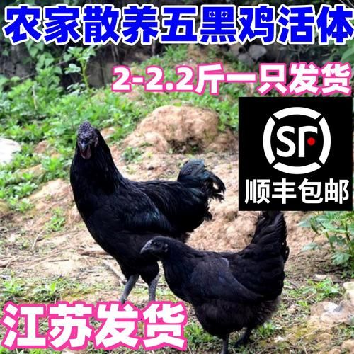 乌骨鸡和五黑鸡的区别_哪个更营养-第3张图片-山城妙识 乌骨鸡和五黑鸡的区别_哪个更营养-第3张图片-山城妙识