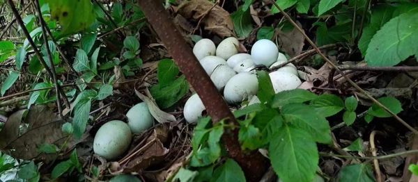 乌骨鸡和五黑鸡的区别_哪个更营养-第1张图片-山城妙识 乌骨鸡和五黑鸡的区别_哪个更营养-第1张图片-山城妙识