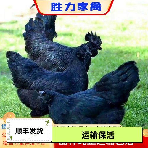 乌骨鸡和五黑鸡的区别_哪个更营养-第2张图片-山城妙识 乌骨鸡和五黑鸡的区别_哪个更营养-第2张图片-山城妙识