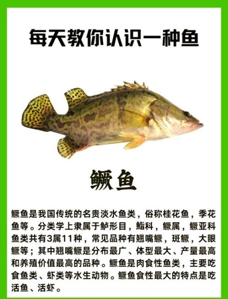 鳜鱼怎么读_鳜鱼多少钱一斤-第1张图片-山城妙识 鳜鱼怎么读_鳜鱼多少钱一斤-第1张图片-山城妙识