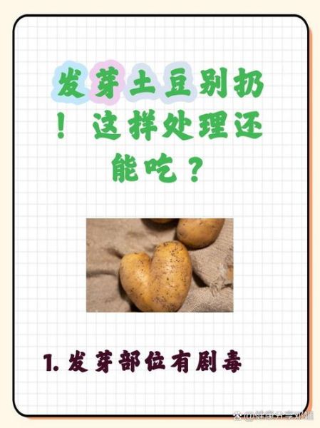 土豆发芽可以吃吗_土豆发芽了怎么处理-第2张图片-山城妙识