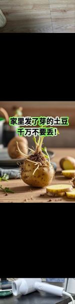 土豆发芽可以吃吗_土豆发芽了怎么处理-第3张图片-山城妙识