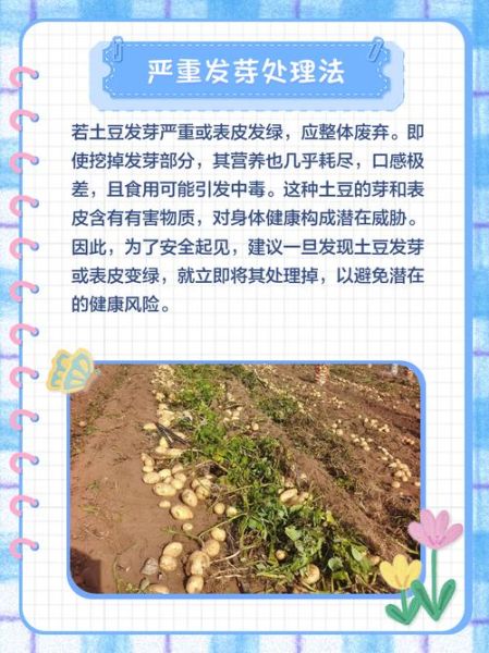 土豆发芽可以吃吗_土豆发芽了怎么处理-第1张图片-山城妙识