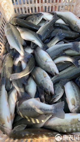 淡水鲈鱼多少钱一斤_淡水鲈鱼价格走势-第1张图片-山城妙识 淡水鲈鱼多少钱一斤_淡水鲈鱼价格走势-第1张图片-山城妙识