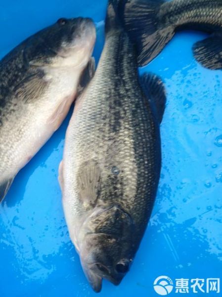 淡水鲈鱼多少钱一斤_淡水鲈鱼价格走势-第3张图片-山城妙识 淡水鲈鱼多少钱一斤_淡水鲈鱼价格走势-第3张图片-山城妙识