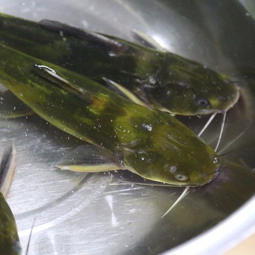 嘎鱼又叫什么鱼_嘎鱼和黄颡鱼区别-第3张图片-山城妙识 嘎鱼又叫什么鱼_嘎鱼和黄颡鱼区别-第3张图片-山城妙识