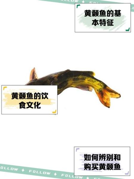 嘎鱼又叫什么鱼_嘎鱼和黄颡鱼区别-第1张图片-山城妙识 嘎鱼又叫什么鱼_嘎鱼和黄颡鱼区别-第1张图片-山城妙识
