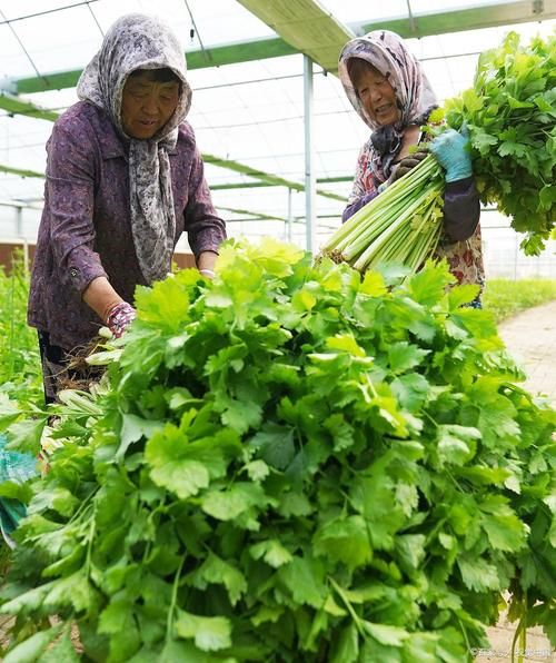芹菜能壮阳吗_芹菜怎么吃补肾壮阳效果好-第2张图片-山城妙识 芹菜能壮阳吗_芹菜怎么吃补肾壮阳效果好-第2张图片-山城妙识