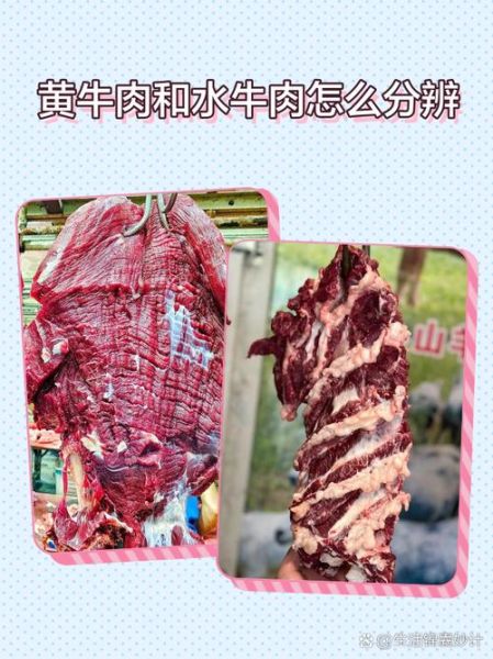 黄牛肉和水牛肉的区别_哪个更好吃-第1张图片-山城妙识 黄牛肉和水牛肉的区别_哪个更好吃-第1张图片-山城妙识