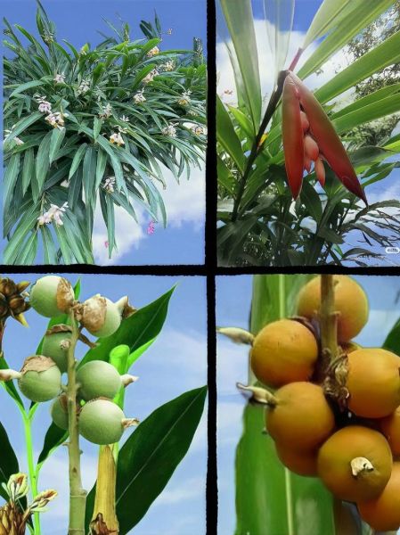 豆蔻长什么样_豆蔻有哪些功效与作用-第3张图片-山城妙识 豆蔻长什么样_豆蔻有哪些功效与作用-第3张图片-山城妙识