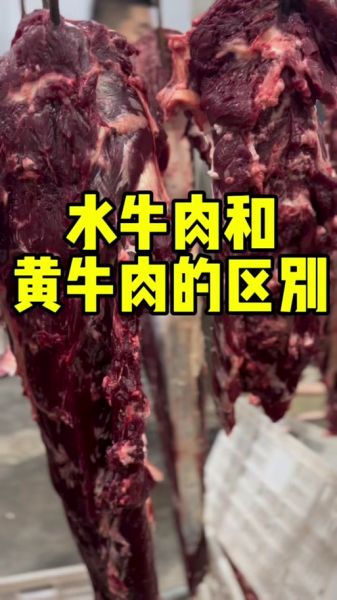 黄牛肉和水牛肉的区别_哪个更好吃-第3张图片-山城妙识 黄牛肉和水牛肉的区别_哪个更好吃-第3张图片-山城妙识