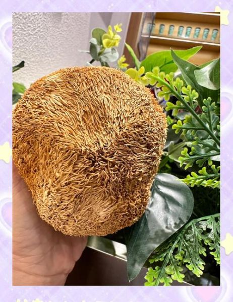 孕妇可以吃猴头菇汤吗_猴头菇汤对胎儿有影响吗-第2张图片-山城妙识