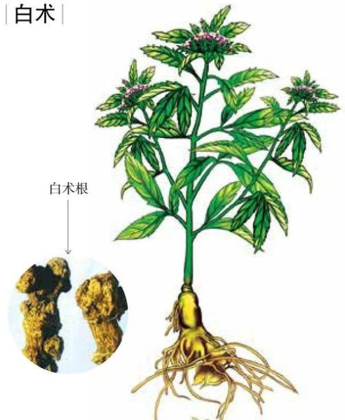 白术图片_中药白术长什么样-第3张图片-山城妙识