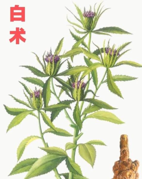 白术图片_中药白术长什么样-第1张图片-山城妙识