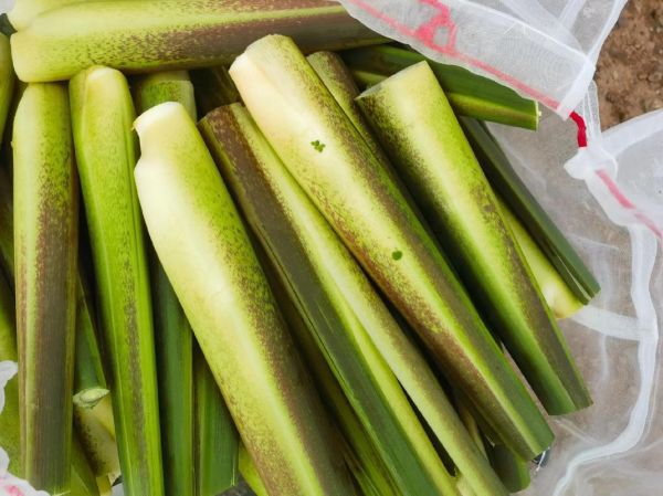 茭白怎么保存时间长_茭白图片长什么样-第2张图片-山城妙识
