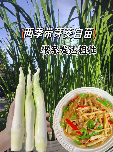 茭白怎么保存时间长_茭白图片长什么样-第3张图片-山城妙识