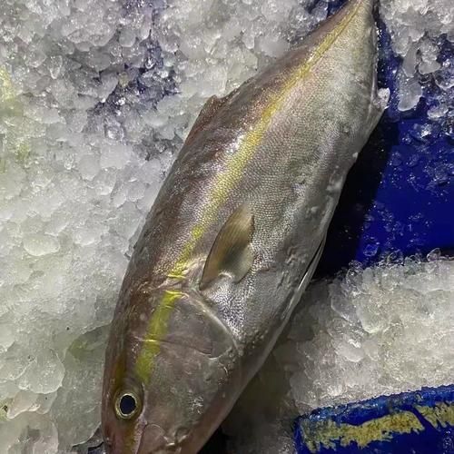 章红鱼刺身怎么做_章红鱼刺身口感如何-第1张图片-山城妙识 章红鱼刺身怎么做_章红鱼刺身口感如何-第1张图片-山城妙识